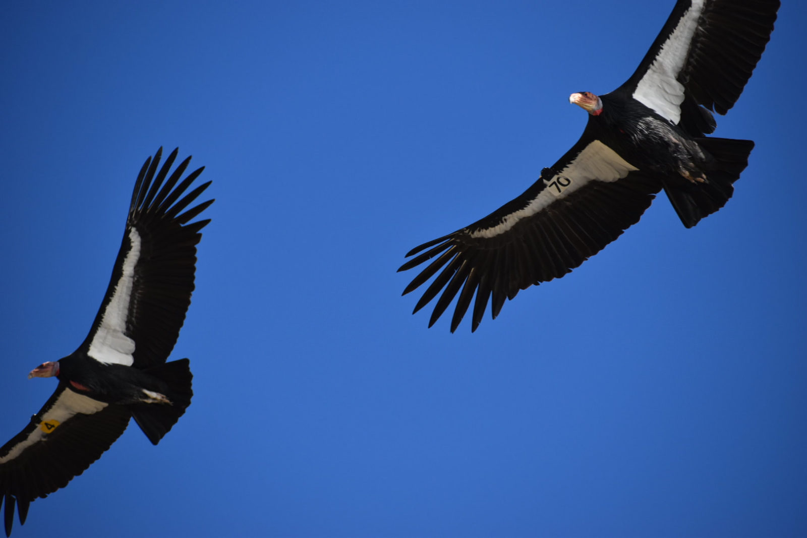 Bill Toone on Condors, Monarchs, and the Worldwide Water Crisis