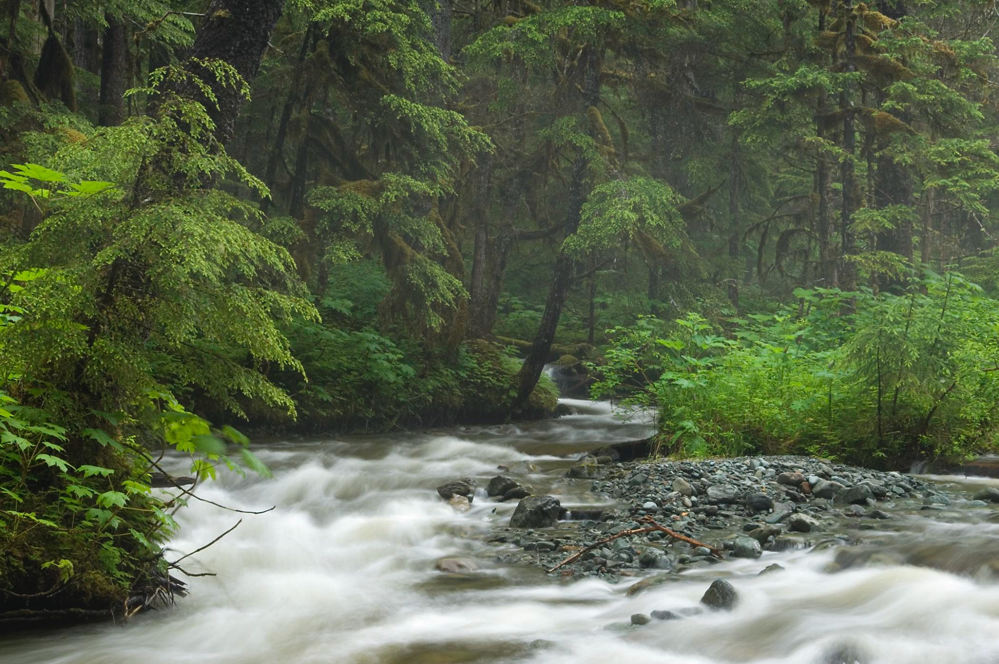 Amy Gulick and the Salmon in the Trees of the Tongass Rainforest