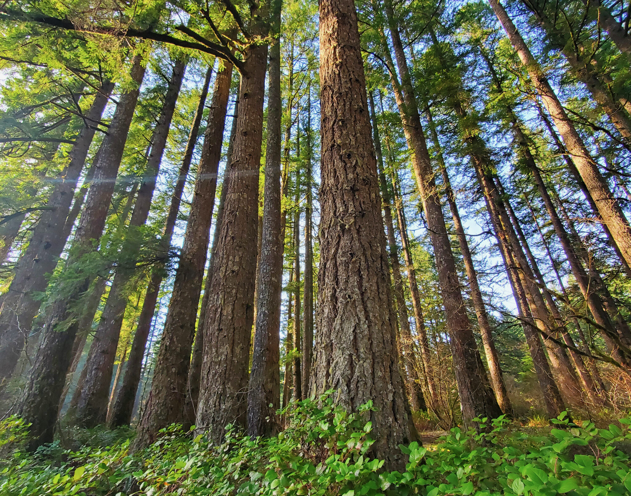 Speak Up NOW to Save Ancient Pacific Northwest Forests